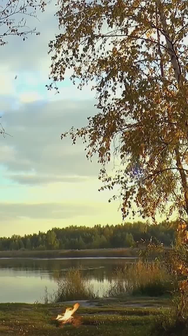 Костёр в Лесу и Пение Птиц | Звуки Природы для Сна, Медитации и Расслабления 🏕️🕊️🏕️