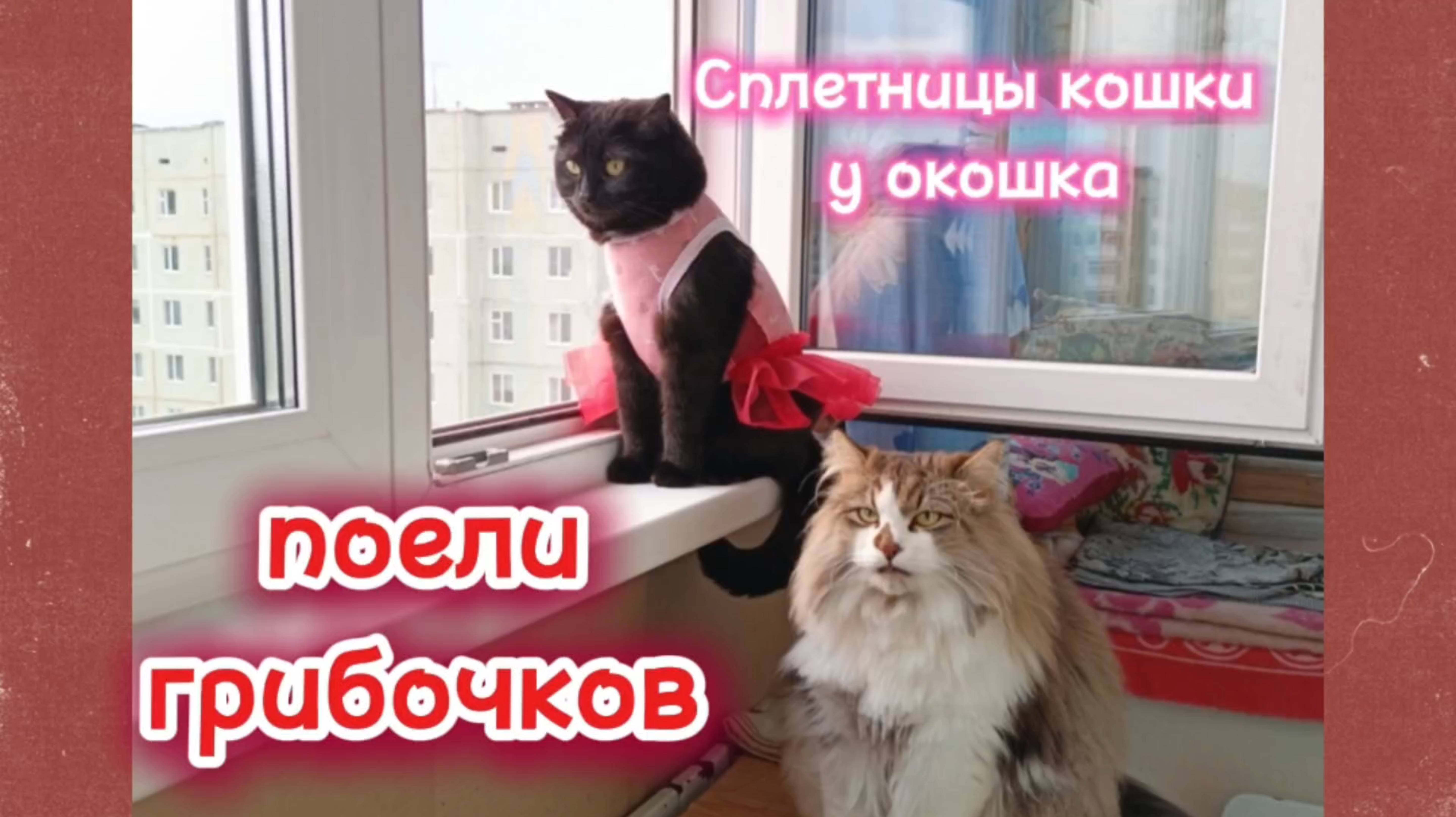 Поели грибочков. Кошки с озвучками. Сплетницы кошки у окошка.