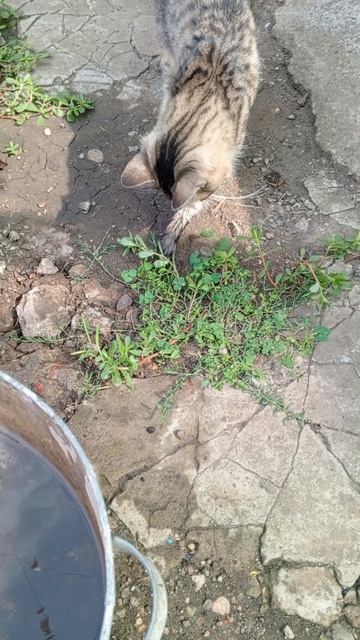 кот по имени Мурзик поймал жабу 🤯