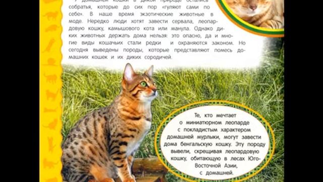 Кошки и котята. Часть 15. Вот так кошки. Самая первая энциклопедия