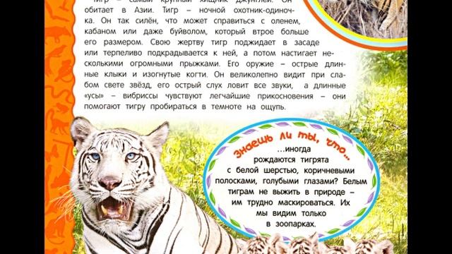 Животные джунглей. 2 часть. Тигр