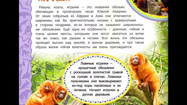 Животные джунглей. 8 часть. Ревуны, коаты, игрунки