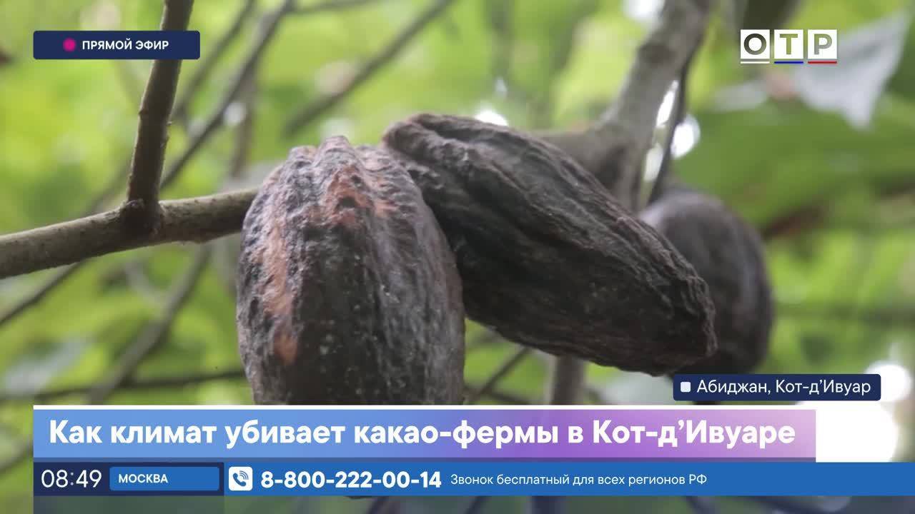 Как климат убивает какао-фермы в Кот-д'Ивуаре
