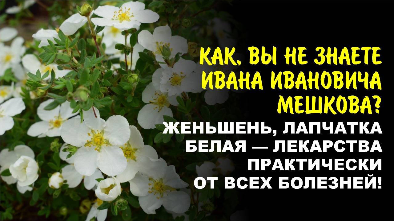 Выращивайте ценное лекарственное растение по биотехнологии АС-35. Профи Альфия