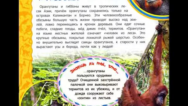 Животные джунглей. 10 часть. Орангутаны и гиббоны
