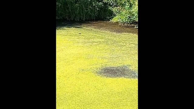 Красота и Ужас Иловых Площадок The Beauty and Horror of the Silt Flats