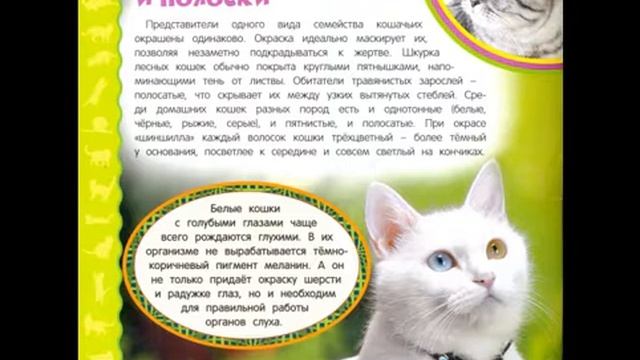 Кошки и котята. Часть 8. Пятнышки и полоски. Самая первая энциклопедия