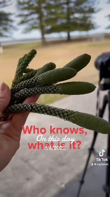 Такие шишки на побережье в Австралии. Музыка 🎵 @volanicky #австралия🇦🇺 #sydneyaustralia