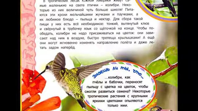 Животные джунглей. 11 часть. Колибри