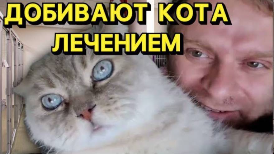 Болталкина-  КОТА УЖЕ УГРОБИЛИ- Значит мамку отвезите к стоматологу не могут