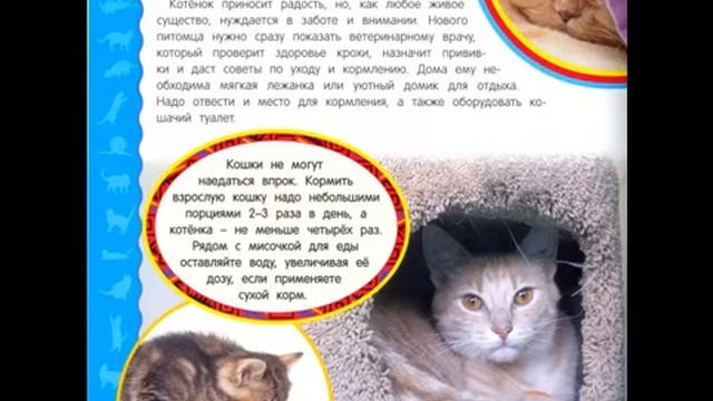 Кошки и котята. Часть 6. Кошка в доме. Самая первая энциклопедия