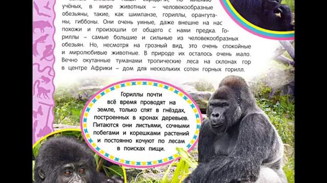 Животные джунглей. 9 часть. Горилла