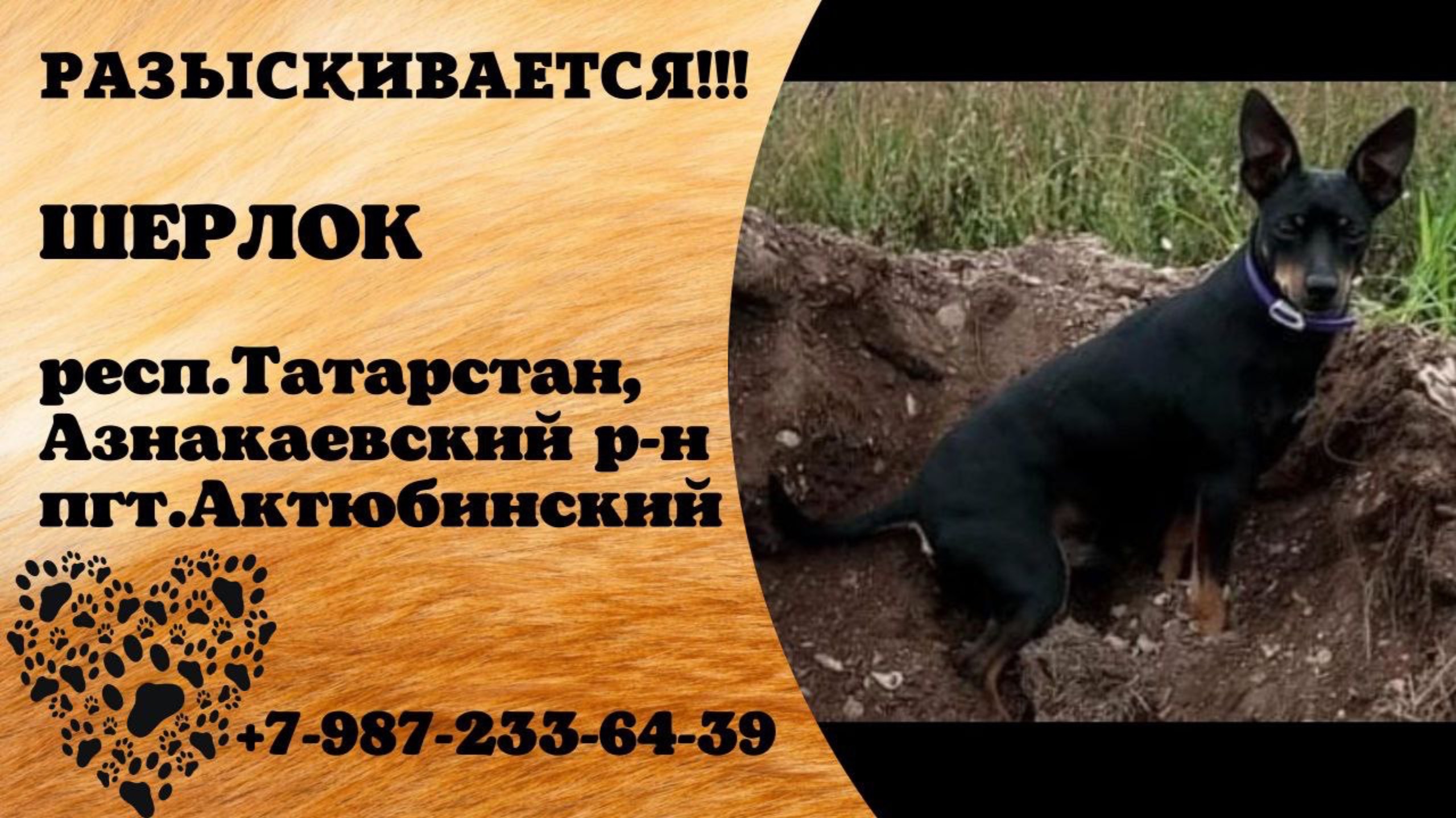 Пропала собака! ШЕРЛОК. респ.Татарстан, Азнакаевский р-н, пгт.Актюбинский.