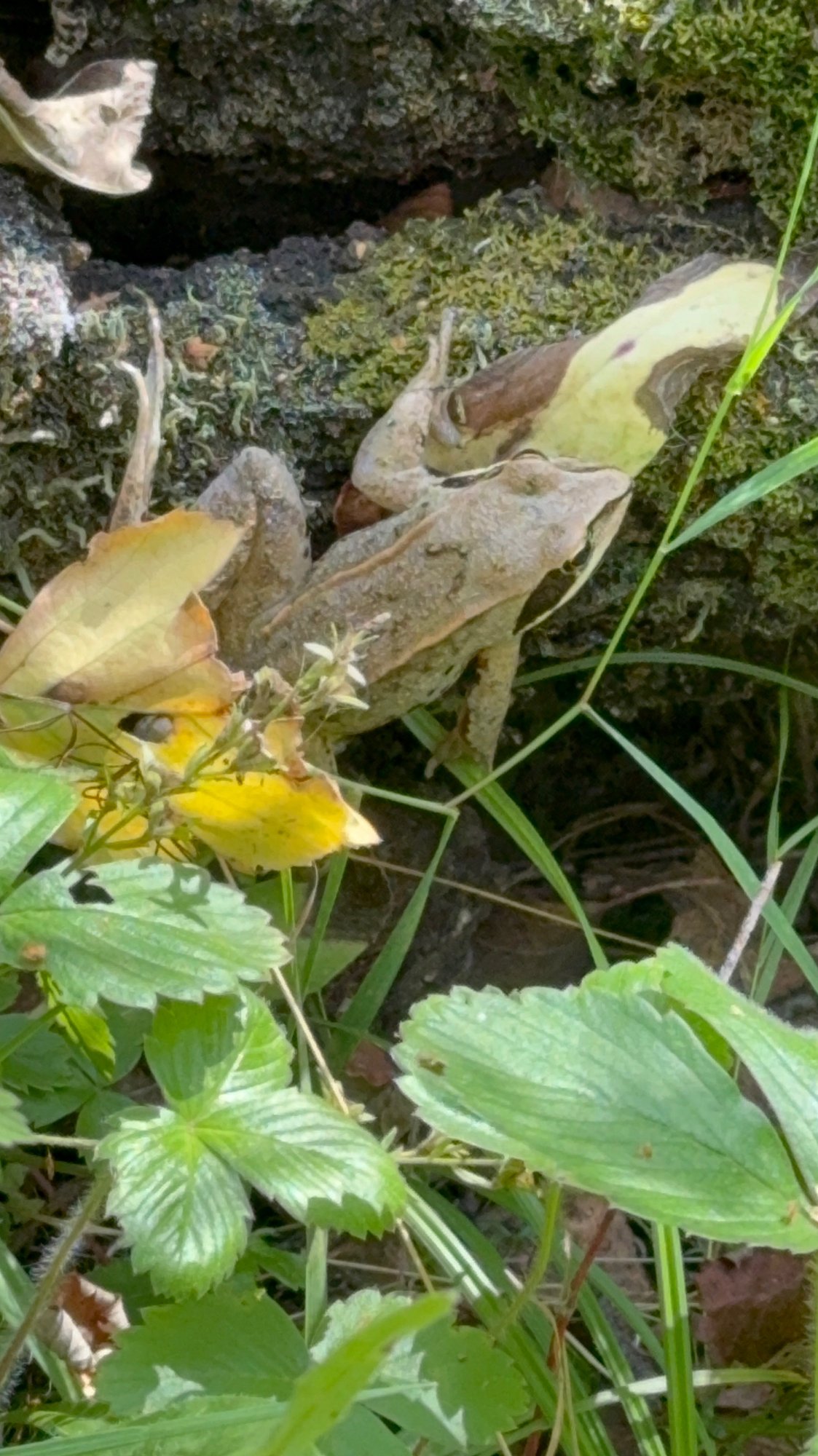 Лягушка 🐸 Квакушка