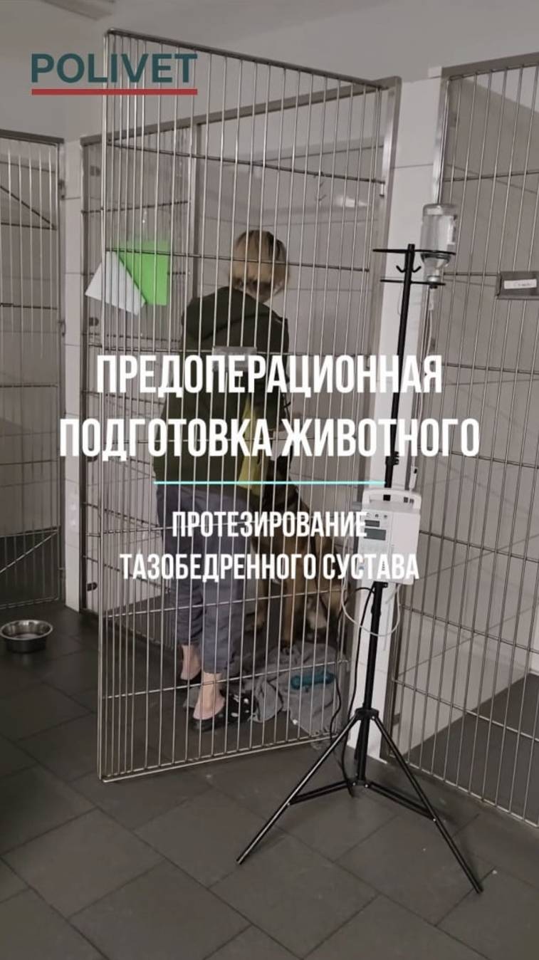 Протезирование ТБС у собаки. Малинуа. г. Зеленоград. ВЦ Polivet