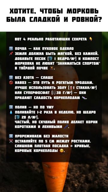 Чем подкормить морковь в августе для сладости?