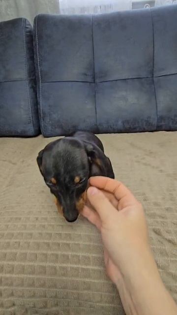 Малышка Дина маленькая такса 🐕