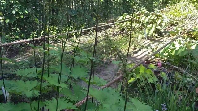 Цветочные_многолетники