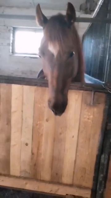 🐎Лошадь, которая любит показывать язык!!! 😀😀😀