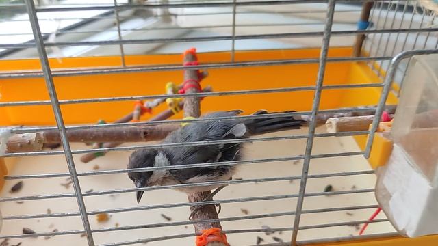 Содержание синицы. Новичковый опыт