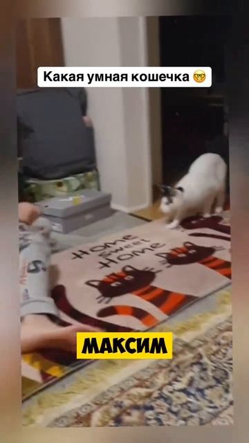 Очень умная кошечка