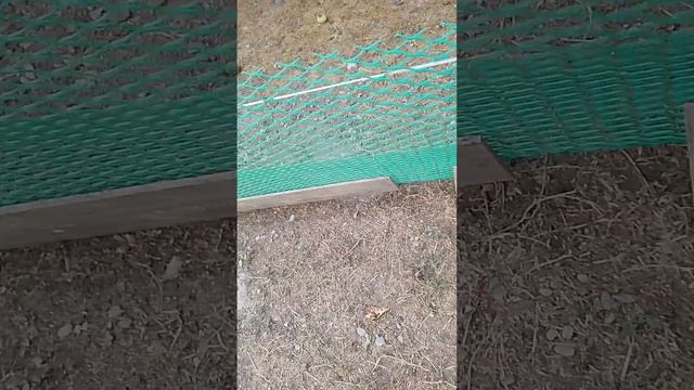 показываю что поменялась в совхозе 3 часть финал