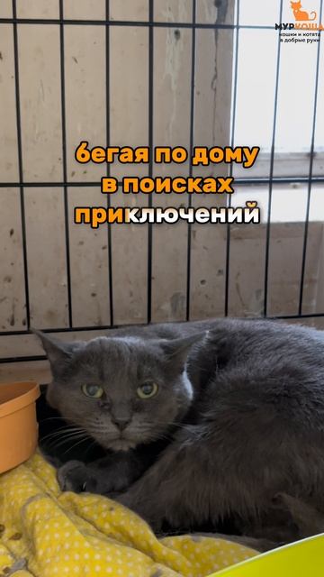 Нетания ждёт вас в приюте #Муркоша