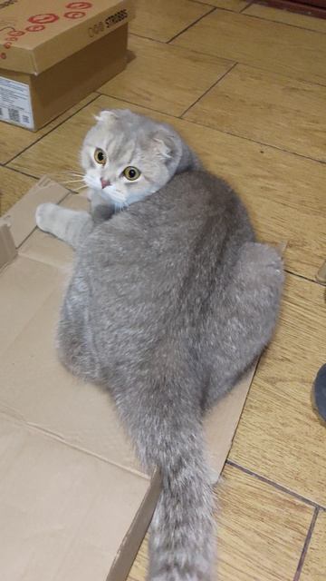 Микис. Игры перед сном.