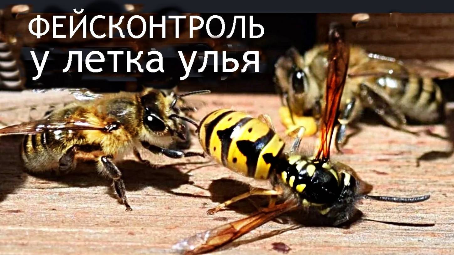 Пчелы .Охрана улья-бой у летка🐝