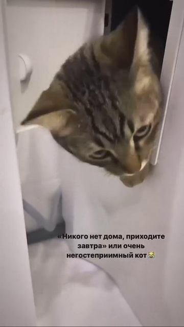 (юмор) - Никого нет дома (или очень негостеприимный кот)