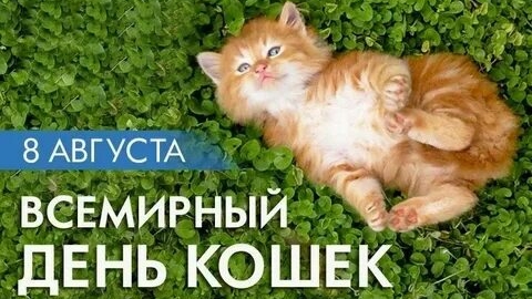 С днём кошек. Музыкальная открытка поздравление.