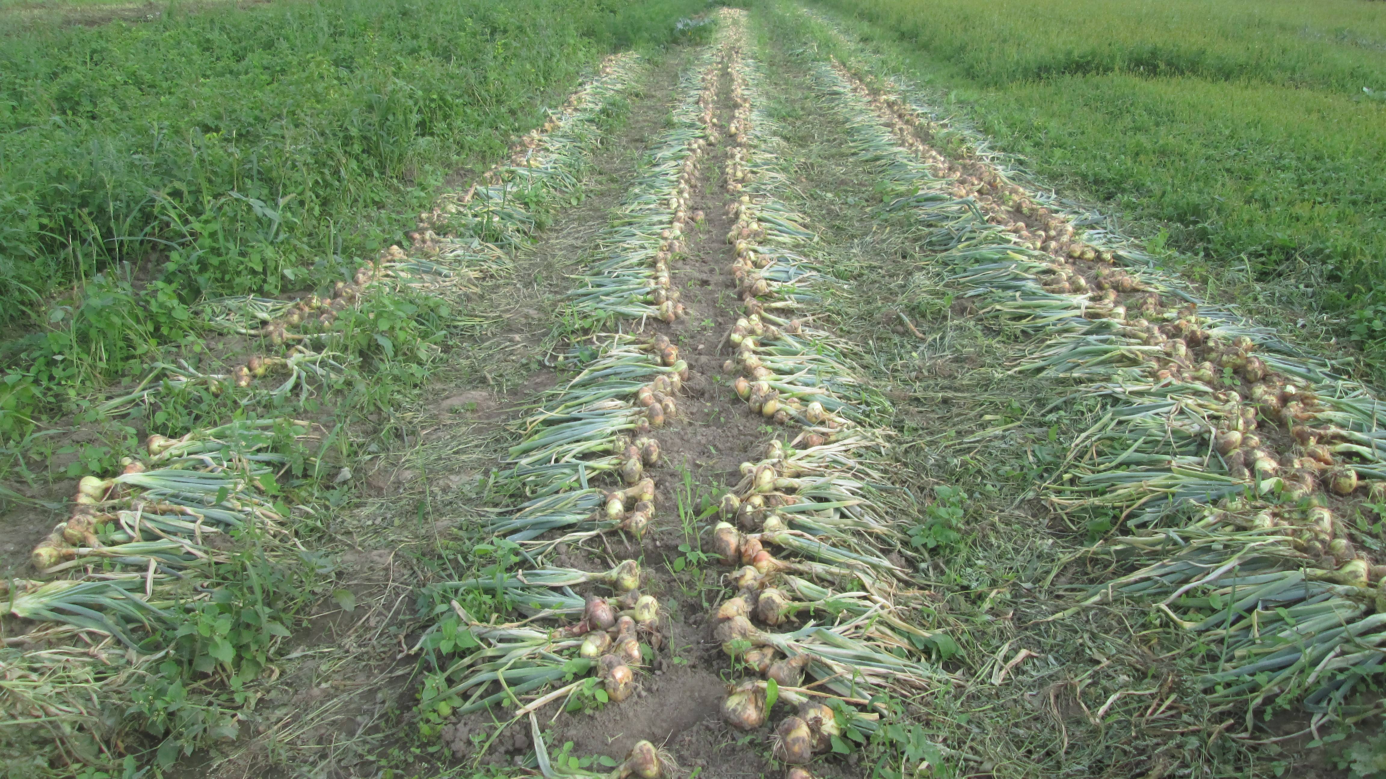 Выдергиваем лук