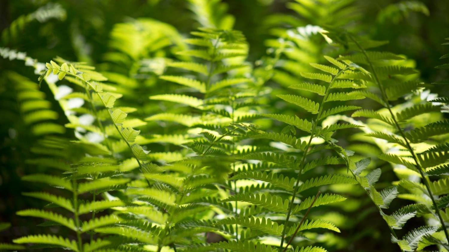Папоротник. Лечебные свойства растения