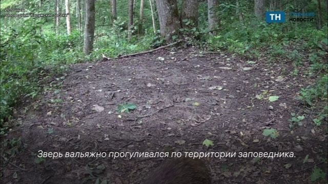На границе с Тульской областью фотоловушки запечатлели енотовидную собаку