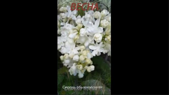 Весна в Волгограде и Волжском