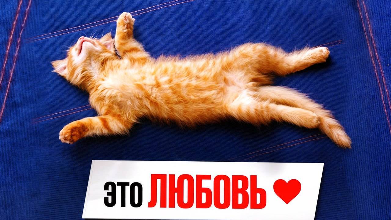 ТОП-9 необычных признаков того, что кошка считает вас мамулей