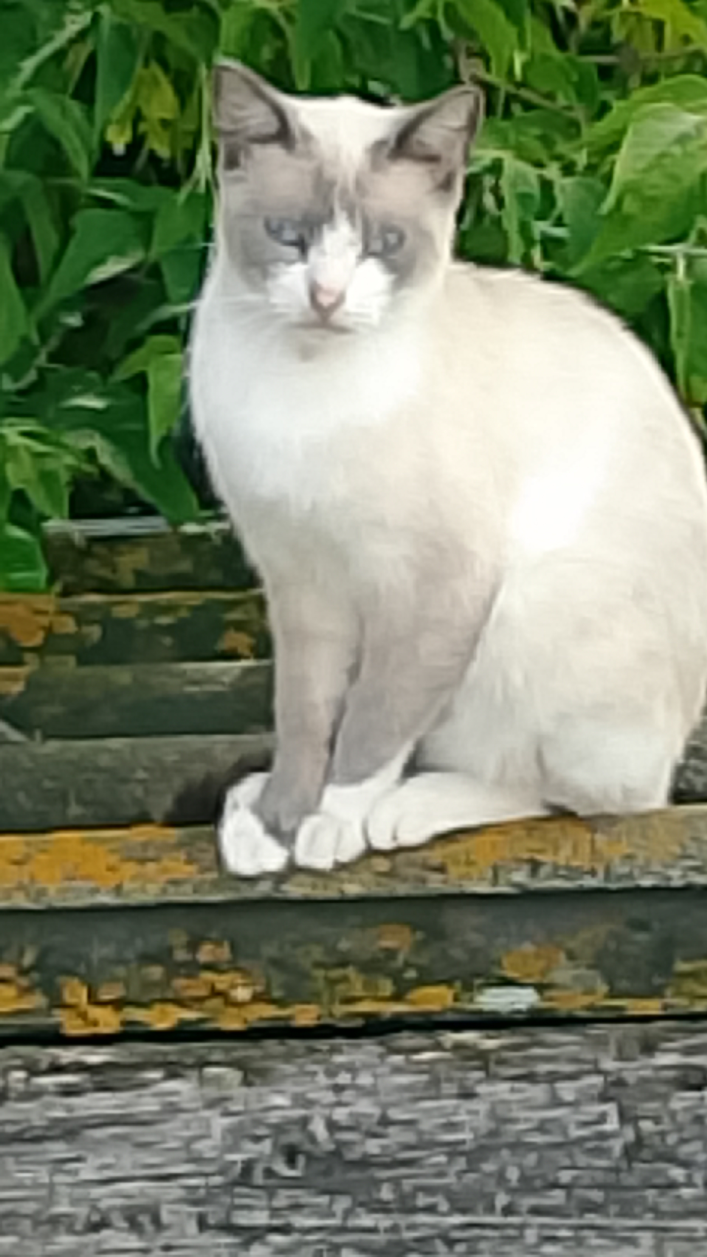 Во всем, хитрость!😁😾 Юмор с животными.