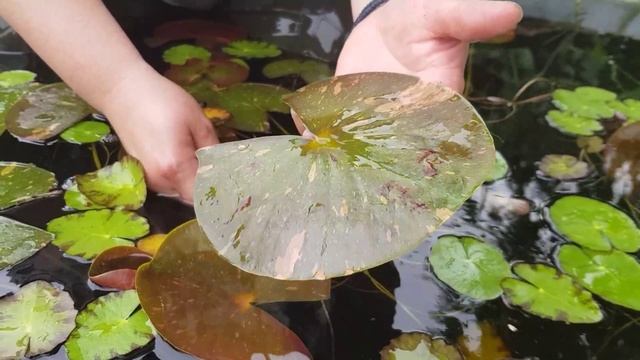 ЗИМУЮЩИЕ КУВШИНКИ