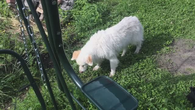 Дача, терпуг и летучий змей