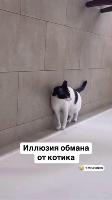 Иллюзия кото обмана