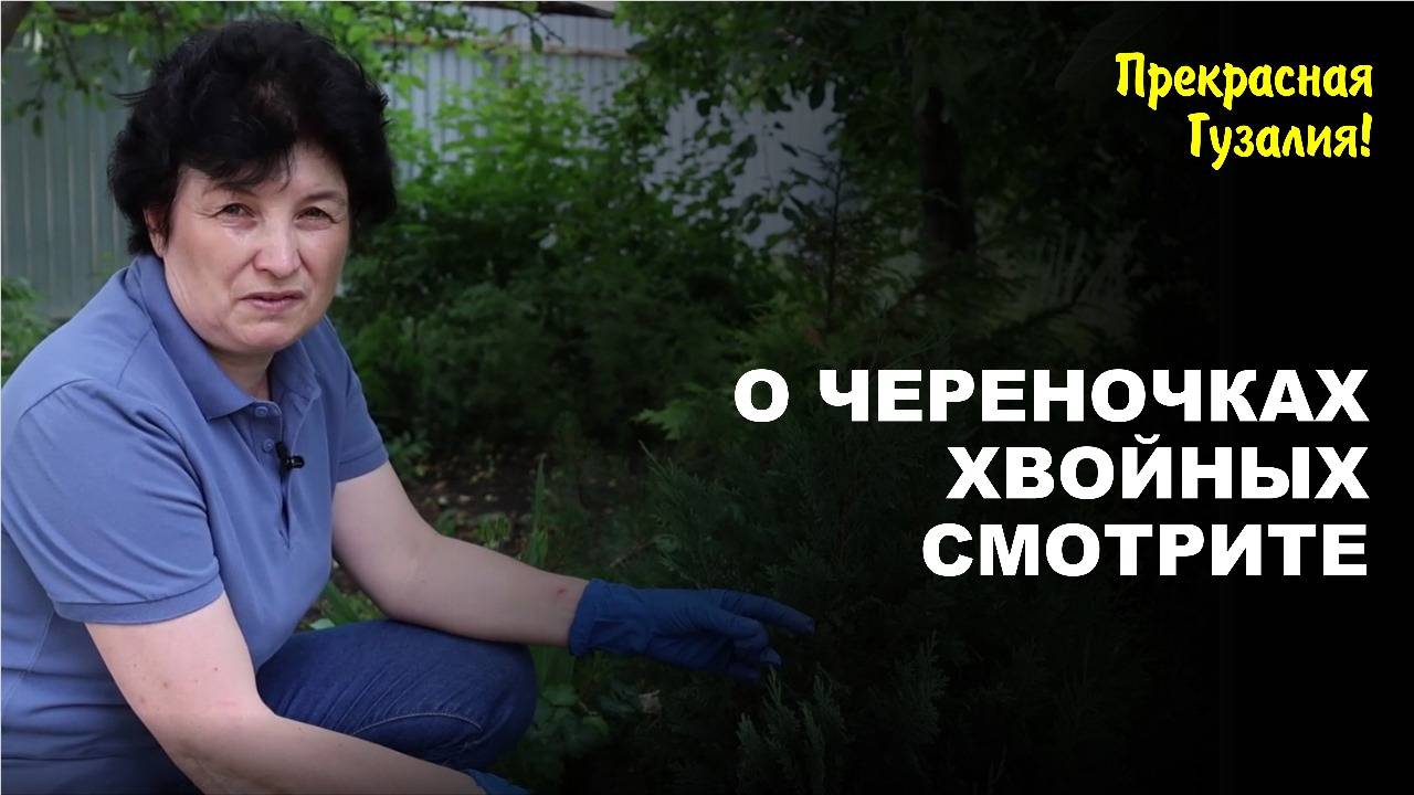 Надежное черенкование хвойных с Пуховитой, Корнесил Экстра и Фитоспорином. Прекрасная Гузалия
