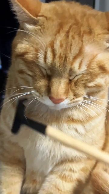 Время почасатушек 😺
