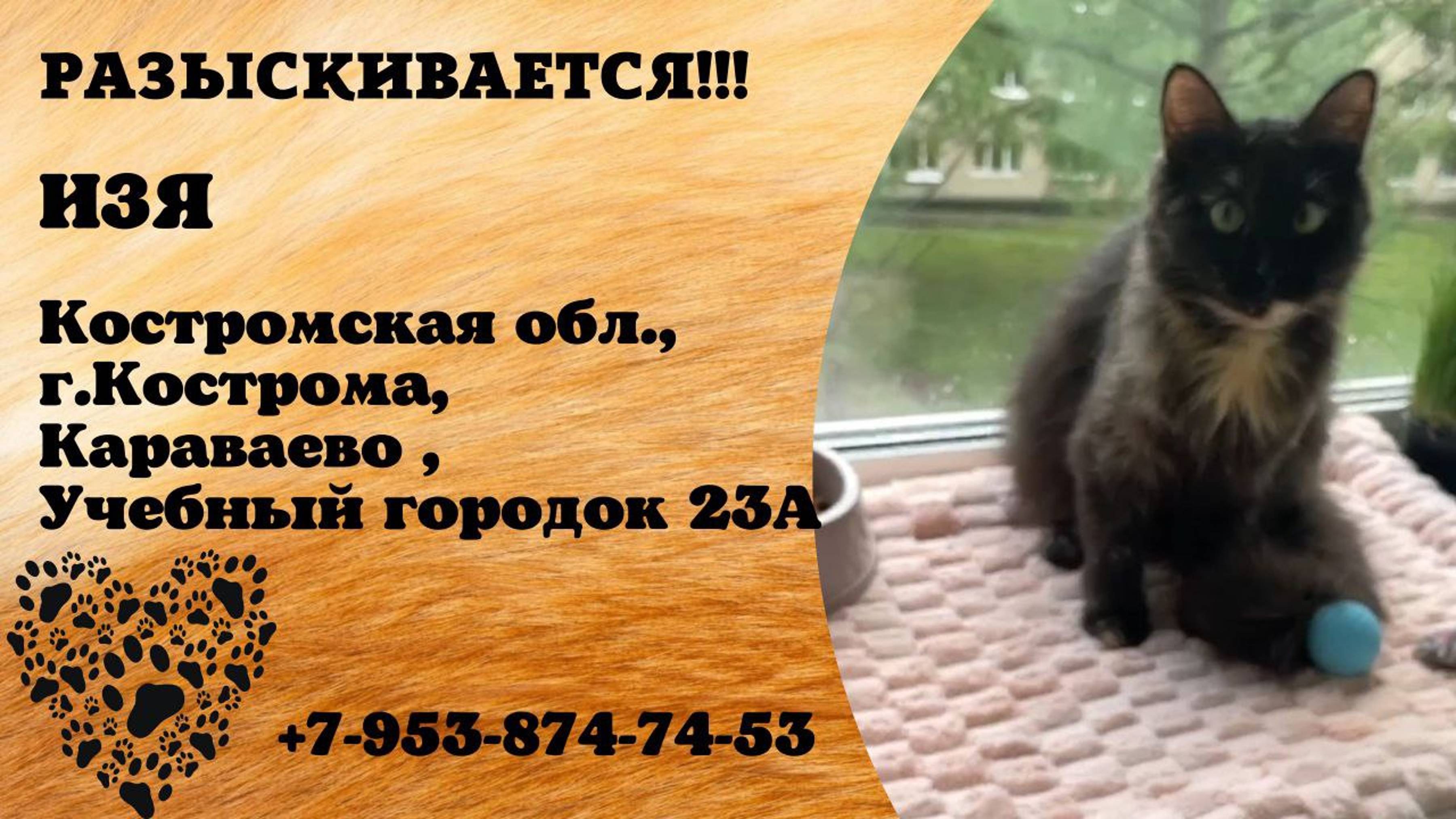 Пропала кошка! ИЗЯ. Костромская обл,  г.Кострома