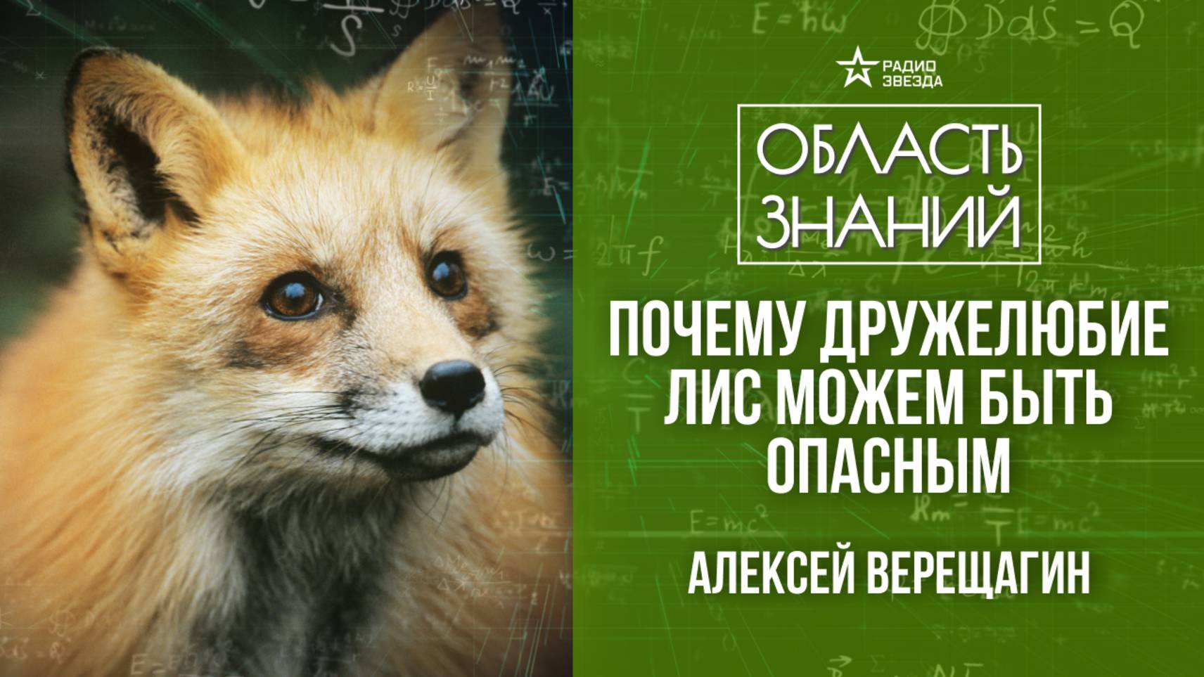 Дикие и домашние лисы. Лекция зоолога Алексея Верещагина