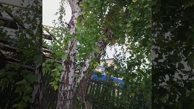 удивительная берёза