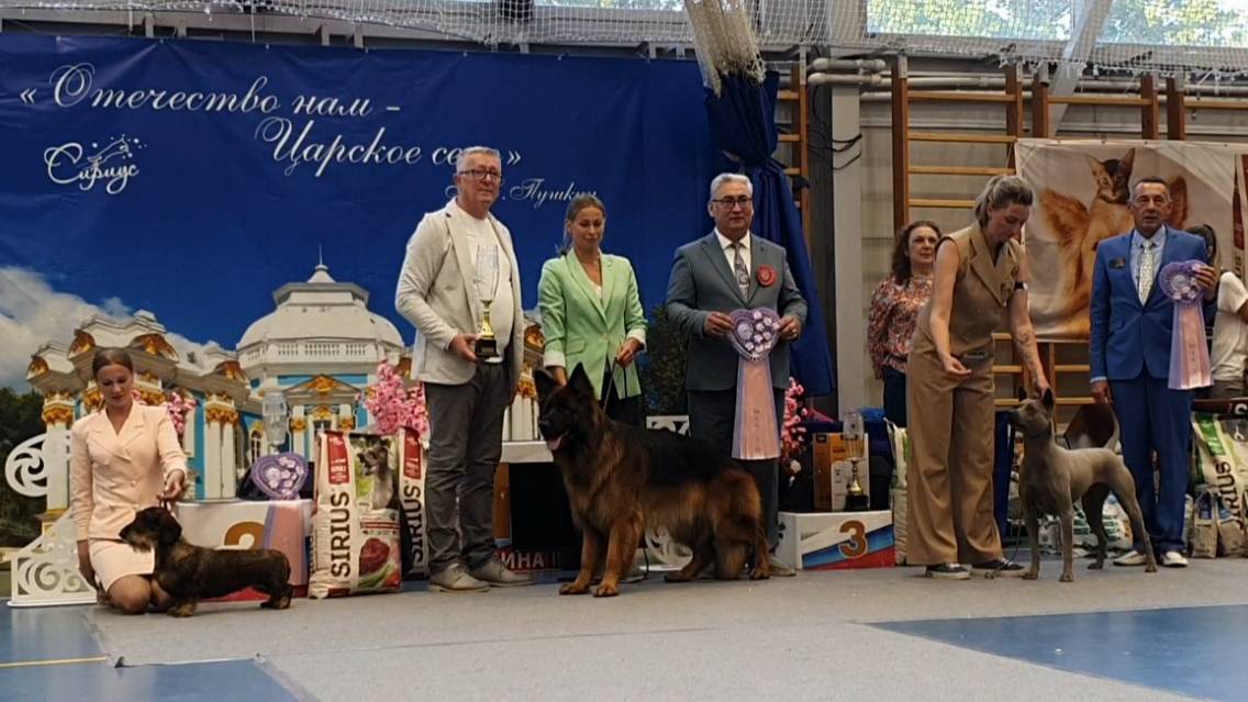 14.06.2025, СПб. Клуб "Сириус" (РКФ, РФОС). Рейтинговая выставка "ОТЕЧЕСТВО НАМ ЦАРСКОЕ СЕЛО"