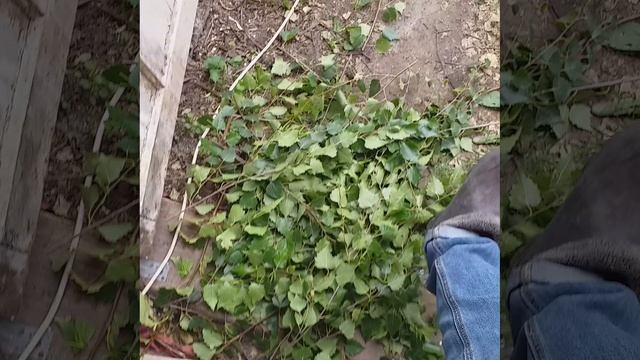 берёза. стоячие висячие ветки