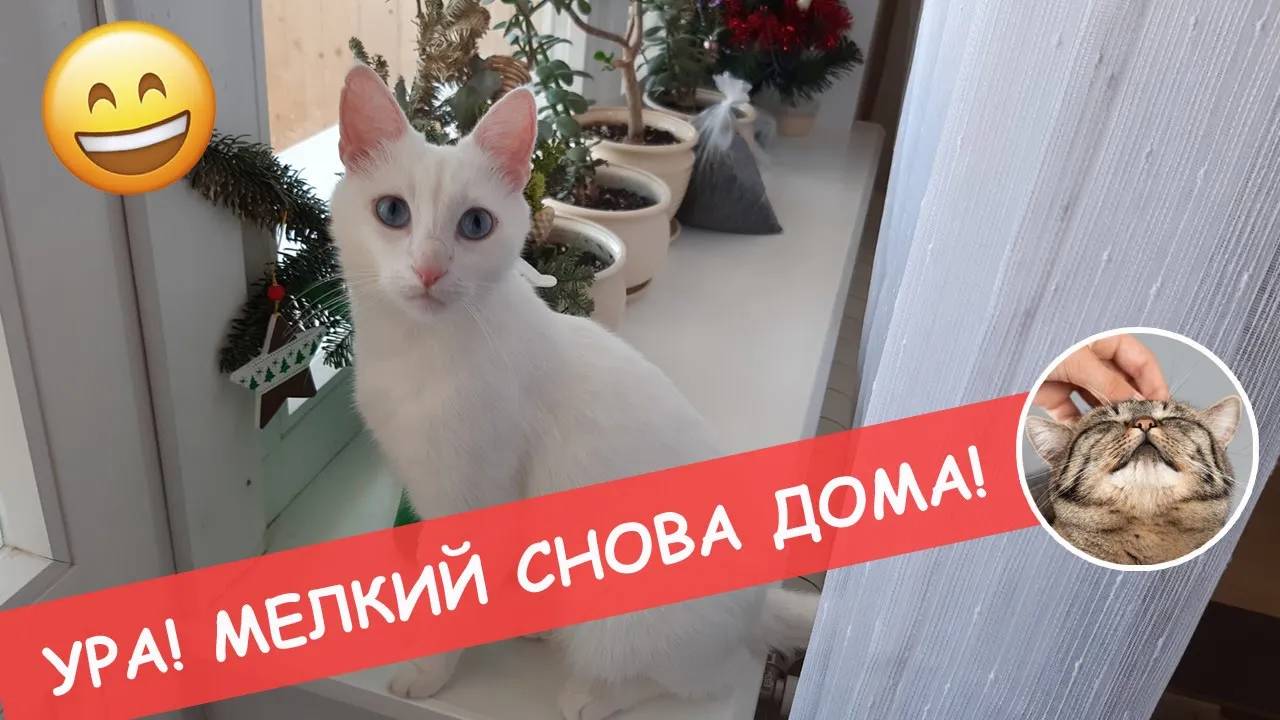 Ура! Возвращение кота после ветклиники домой 😁
