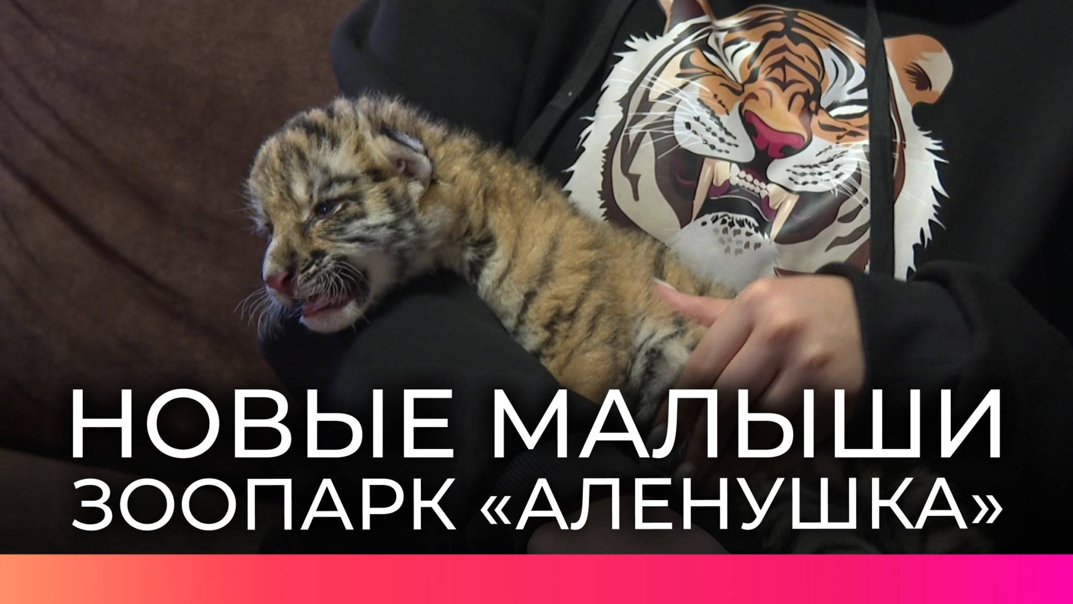 В окуловском зоопарке «Аленушка» родились осленок и тигренок