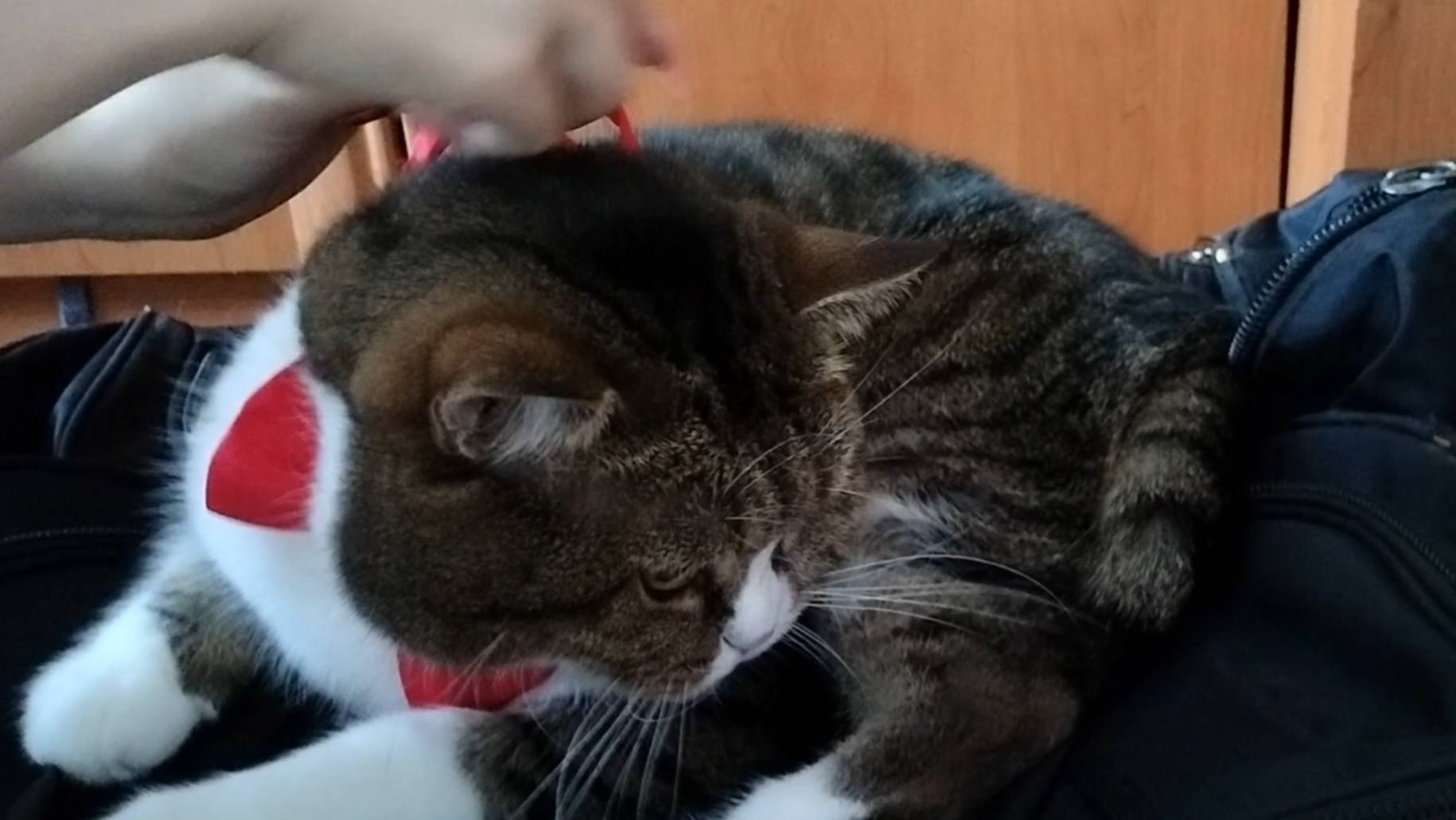 Не очень коту нравиться наряжаться :(